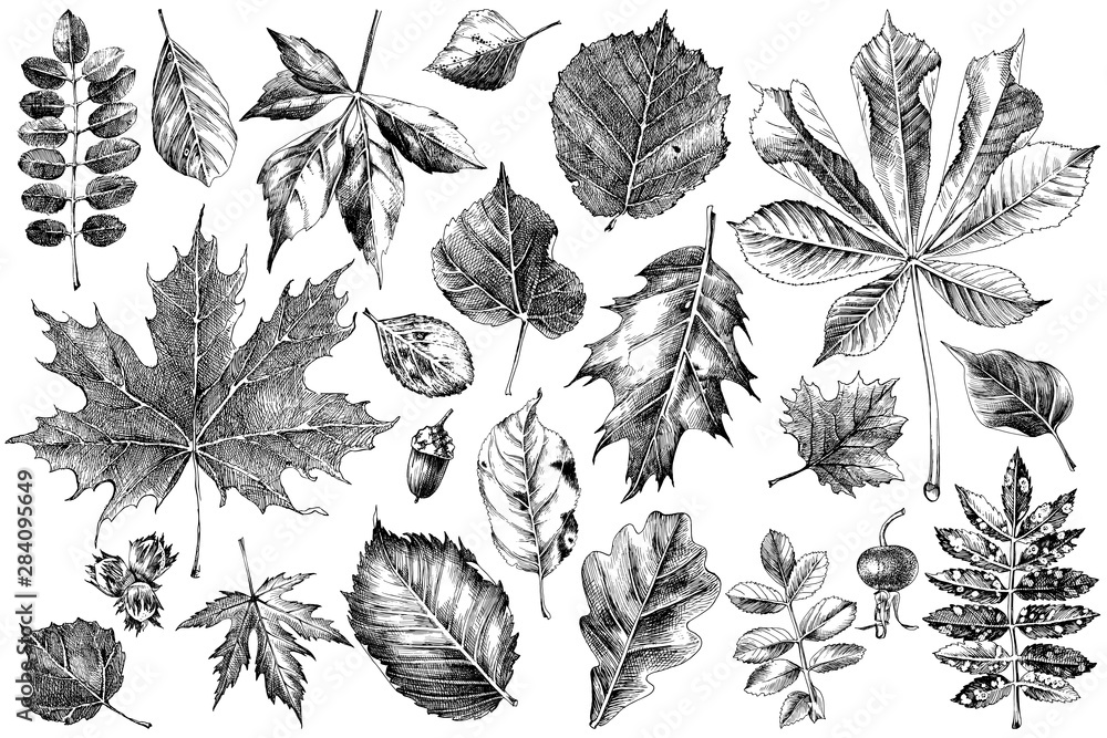 Hand drawn autumn leaves set Stock Vector | Adobe Stock