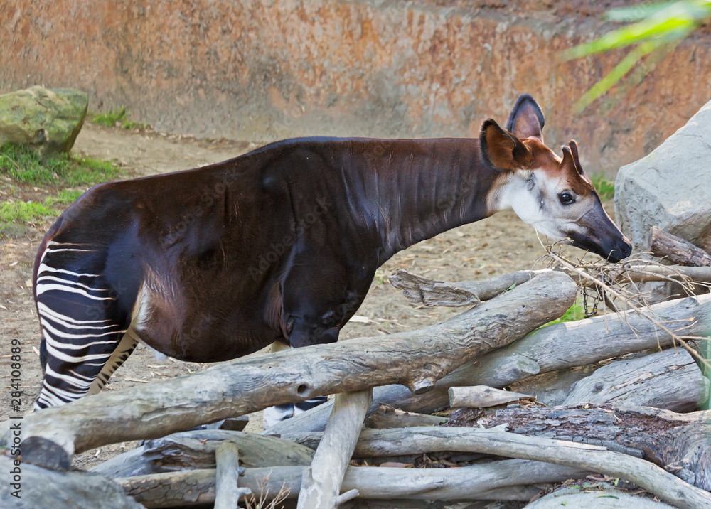 Okapi And Giraffe Together