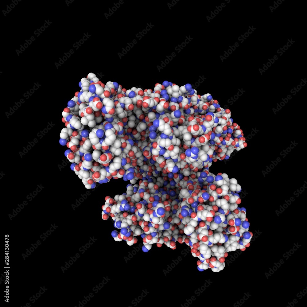 Anthrax toxin lethal factor. Space-filling molecular model of toxin ...