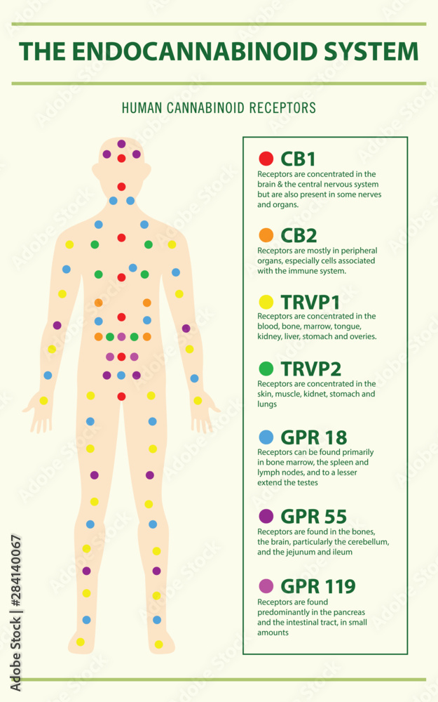 Endocannabinoid System and Human Receptors vertical infographic Stock ...