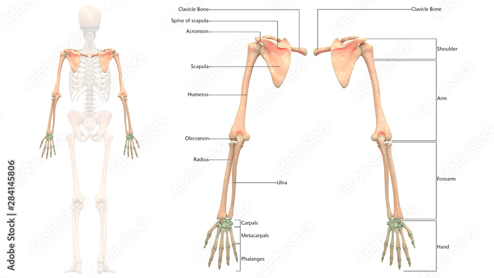 Human Skeleton System Upper Limbs Anatomy Posterior view Stock ...