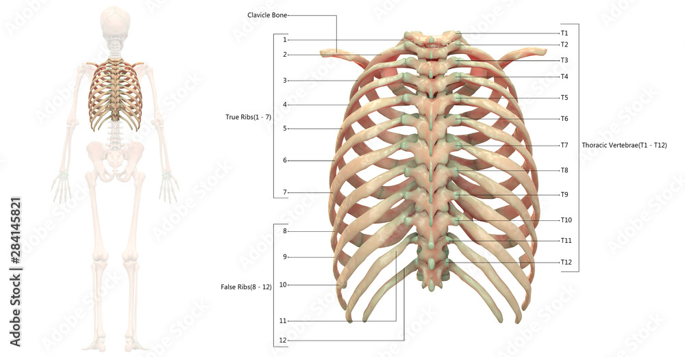 Human Skeleton System Thoracic Skeleton Anatomy Posterior view Stock ...