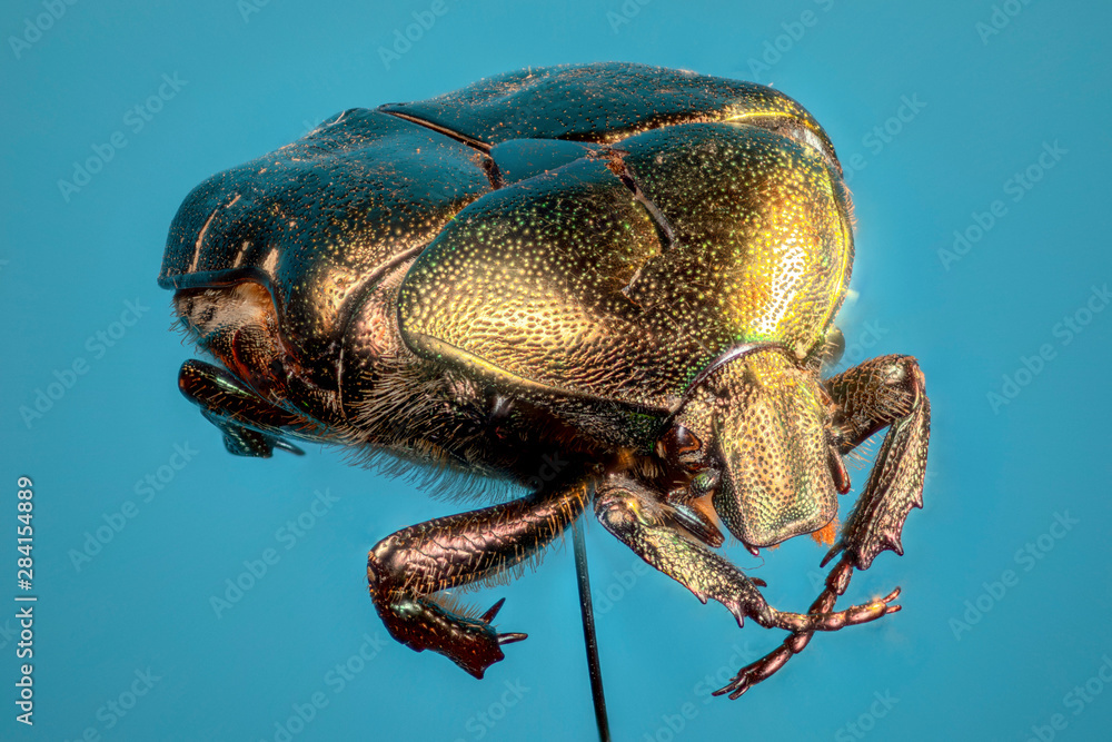 scarabée vert "Cétoine dorée" en focus stacking Stock Photo | Adobe Stock