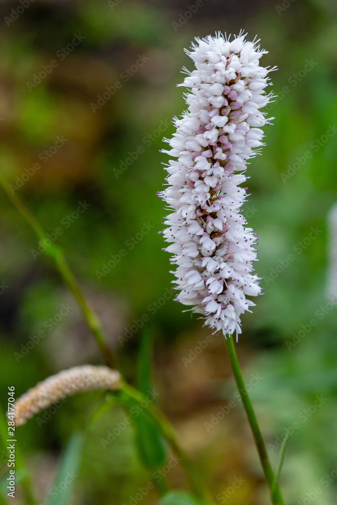 Polygonum bistorta 'Superba, Snakeroot, Snake-Root, Snakeweed in spring ...