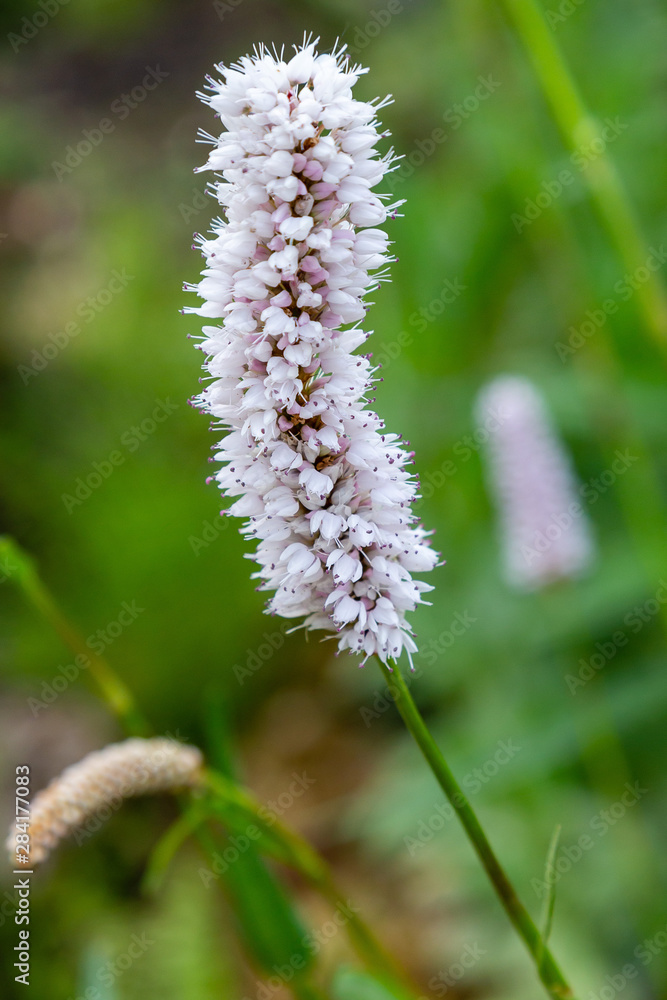 Polygonum bistorta 'Superba, Snakeroot, Snake-Root, Snakeweed in spring ...