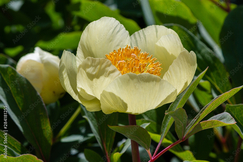 Paeonia wittmanniana in natural background. Flower of paeonia ...