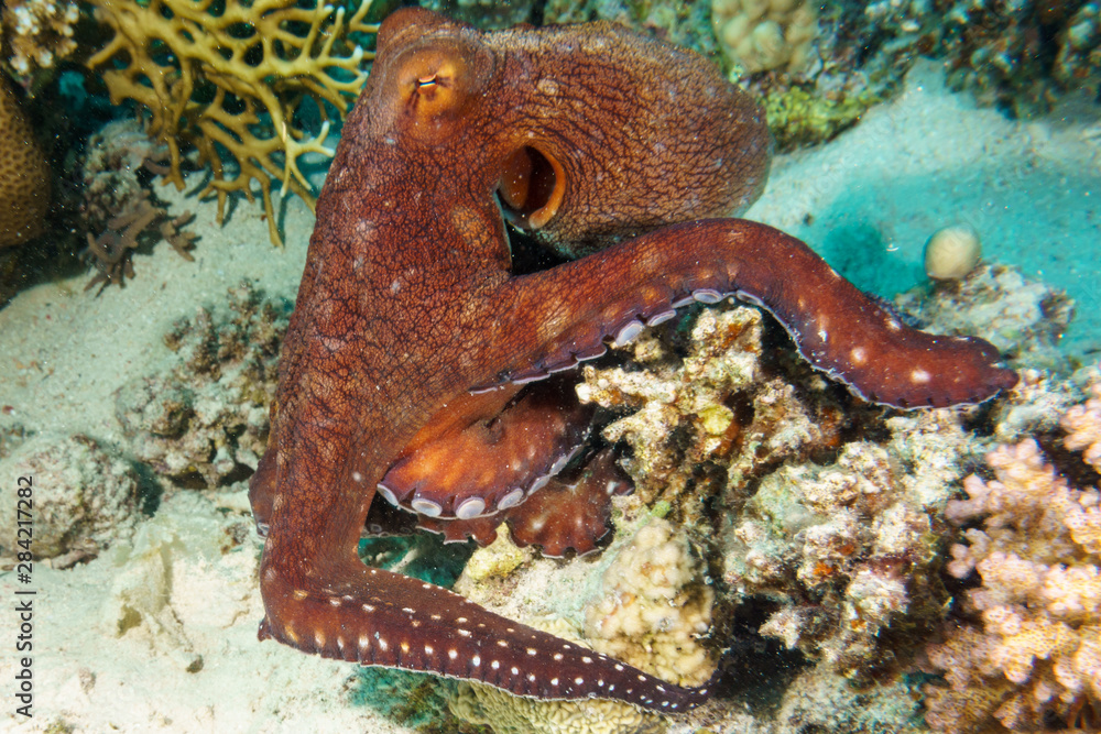 Octopus on a night hunt. Octopus vulgaris. Red sea. Egypt. Stock Photo ...
