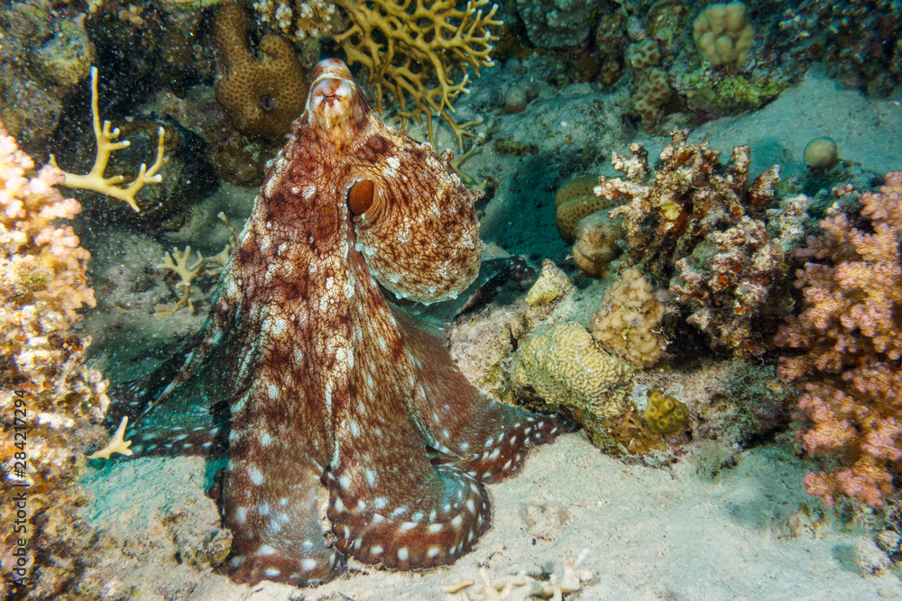 Octopus on a night hunt. Octopus vulgaris. Red sea. Egypt. Stock Photo ...