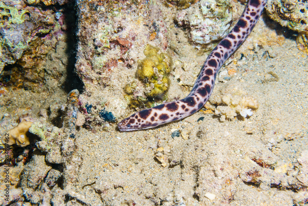 Spotted Sea Snake