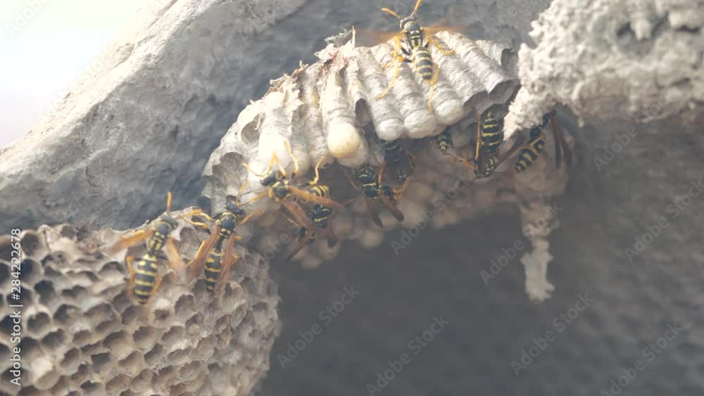 wasps under the roof of lifestyle the house pests. wasps nest. wild ...