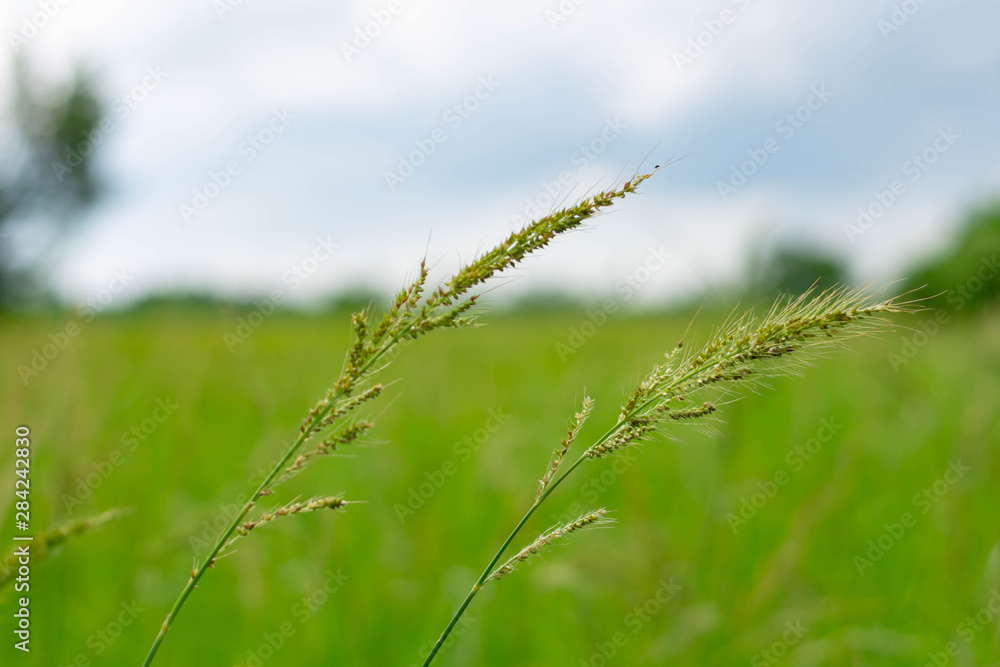 juWeeds in rice fields Pests that are difficult to eliminate Spread in ...