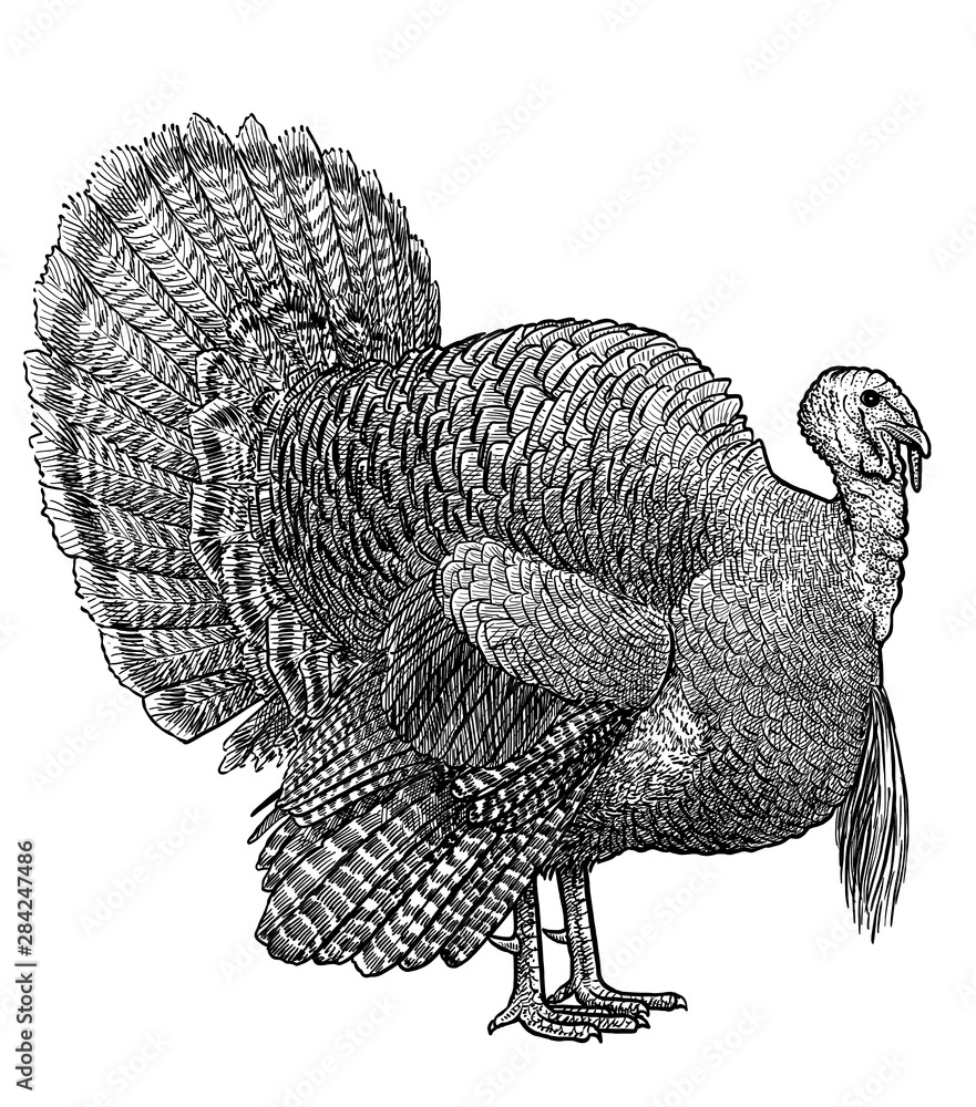 Turkey illustration, drawing, engraving, ink, line art, vector Stock ...