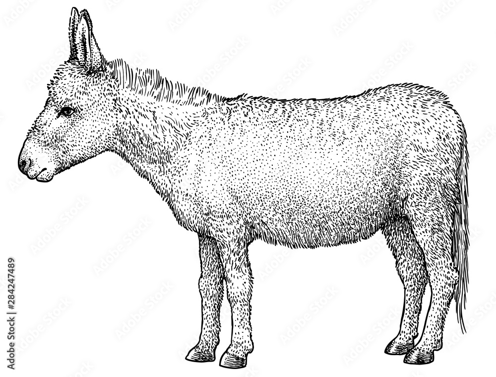 Donkey illustration, drawing, engraving, ink, line art, vector Stock ...
