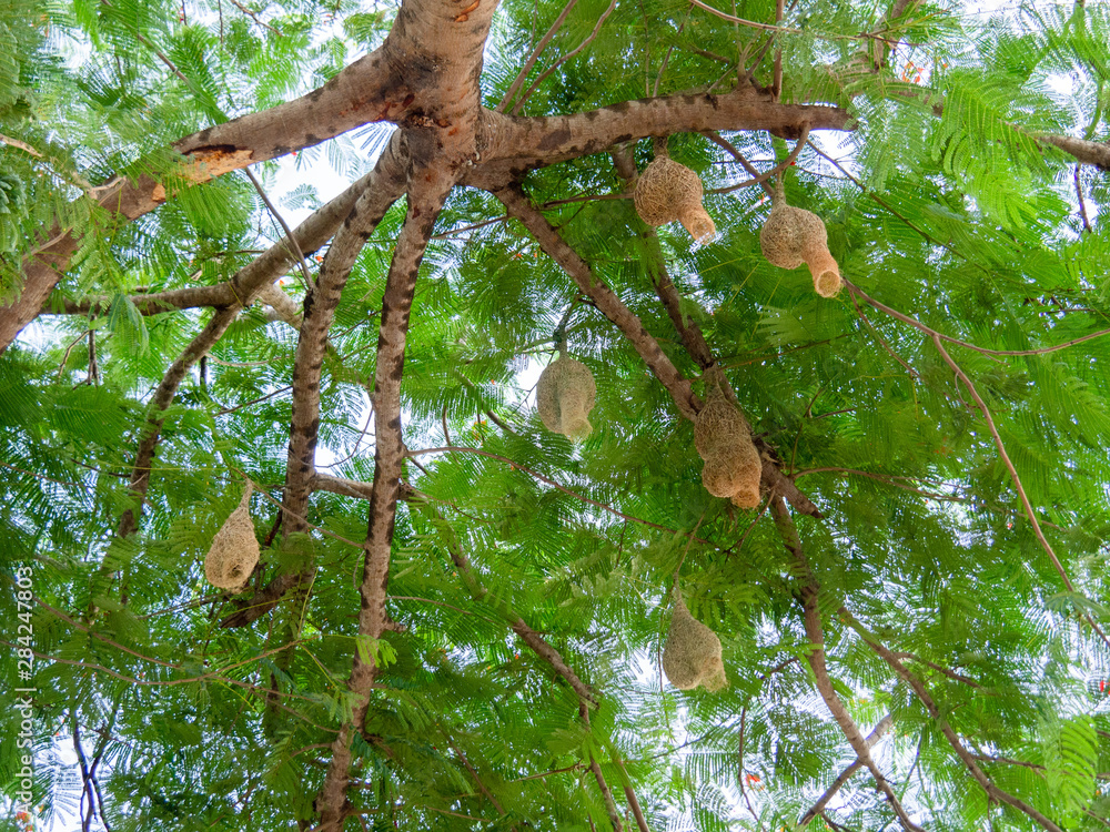 Bird's nest in the tree, sky, tree, The bird's nest that the father and ...