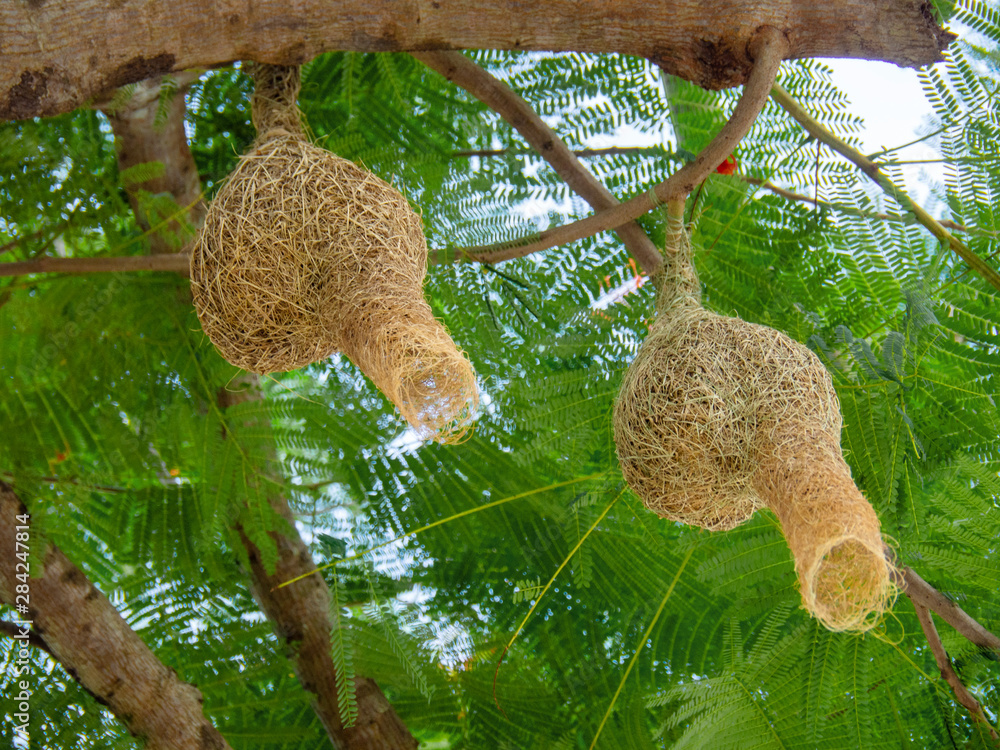 Bird's nest in the tree, sky, tree, The bird's nest that the father and ...