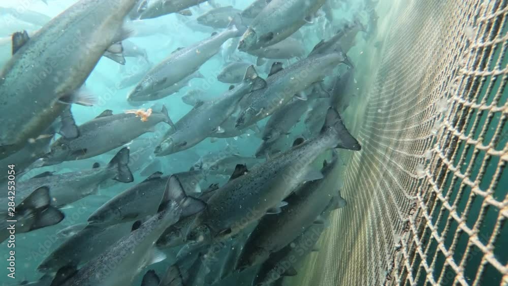 Salmon fish farm underwater Norway Stock Video | Adobe Stock