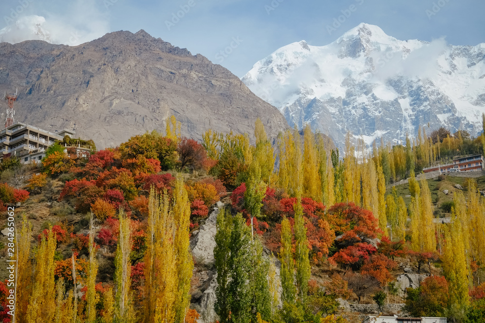 Nature landscape view of colorful foliage forest trees in autumn season ...