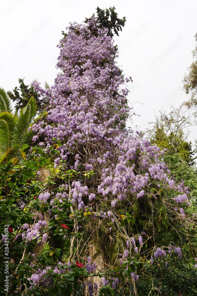 glicinia wisteria sinensis florecida lila trepando 20 metros junto a ...