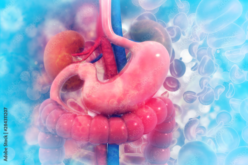 Human digestive system on scientific background Stock Illustration ...