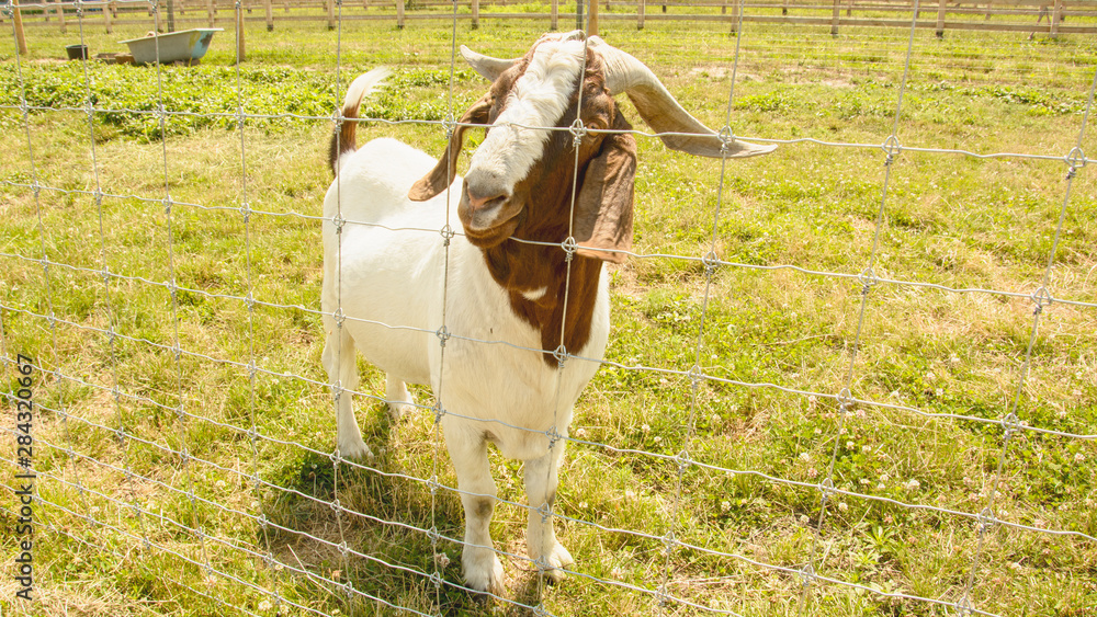 Goat, gray goat, pack leader, horned goat, nature reserve, animals ...