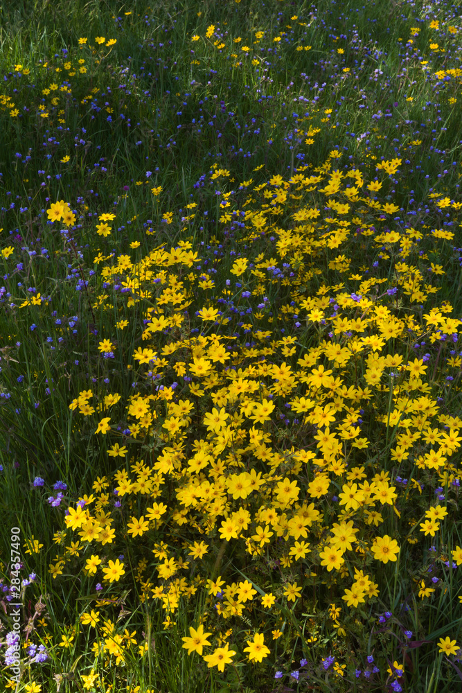 Africa, Ethiopia, Ethiopian Highlands, Western Amhara, near Gondar ...