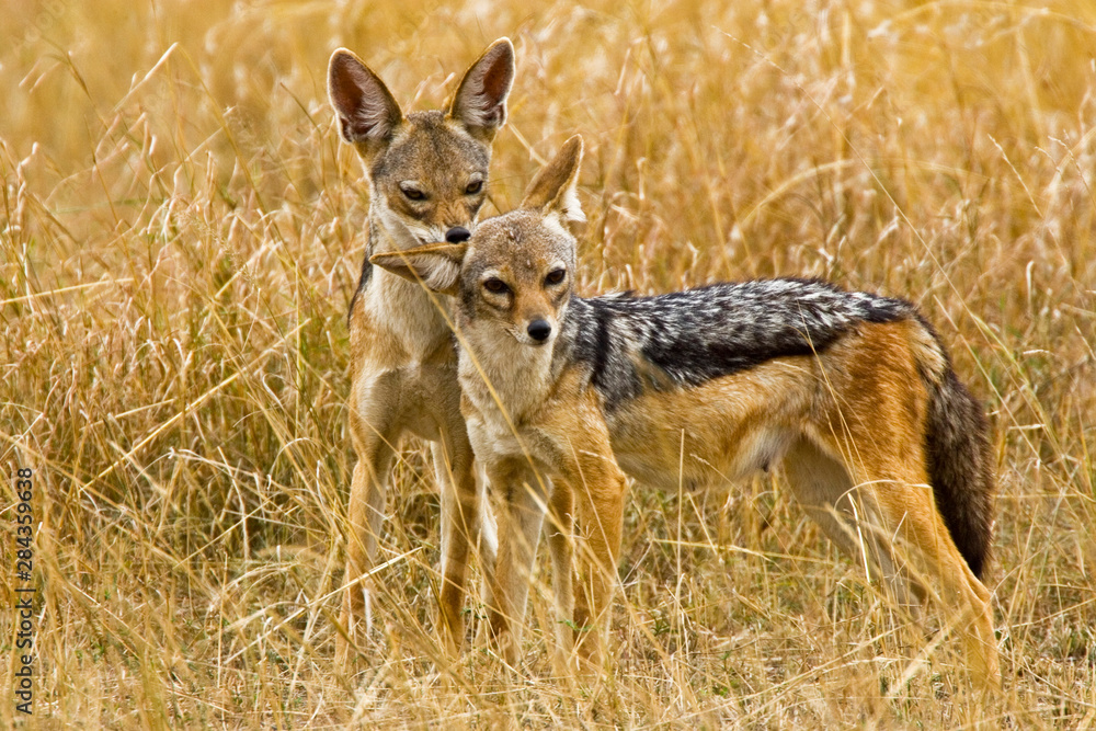 Silver-backed Jackals careing for each other in the brush of Maasai ...