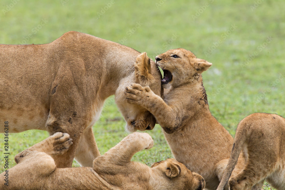 Lion cub attempts to bite the head of a lioness, holding it in its paws ...