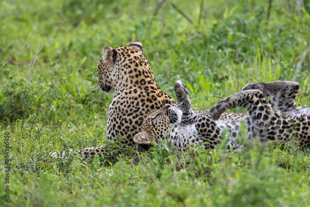 Nearly grown leopard cub rests on its back, legs in the air, against ...