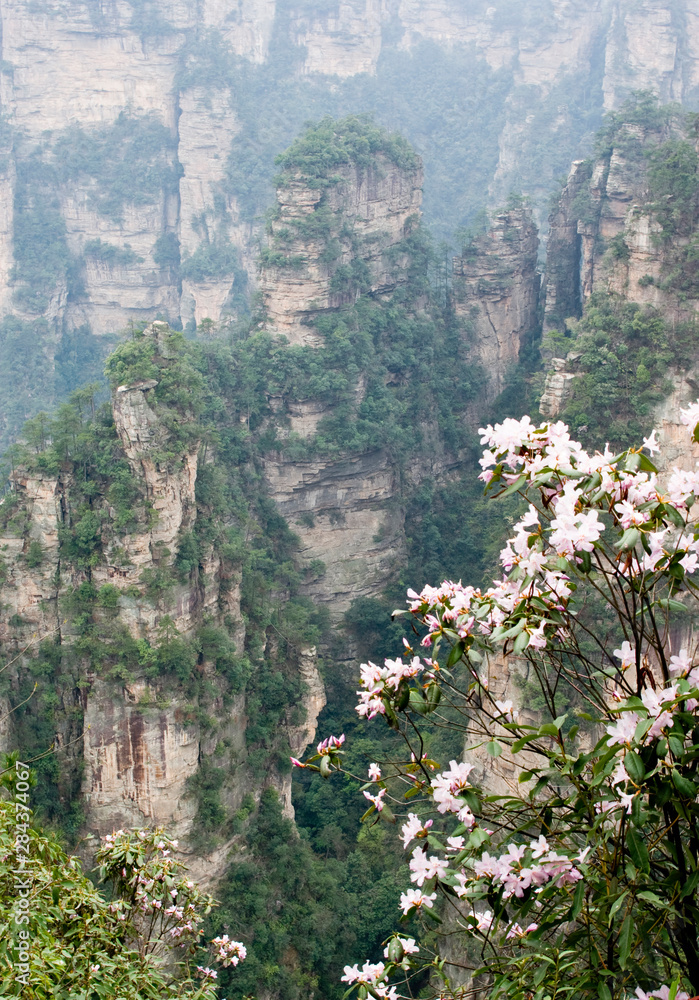 Asia, China, Hunan Province, Zhangjiajie National Forest Park. Azalea ...