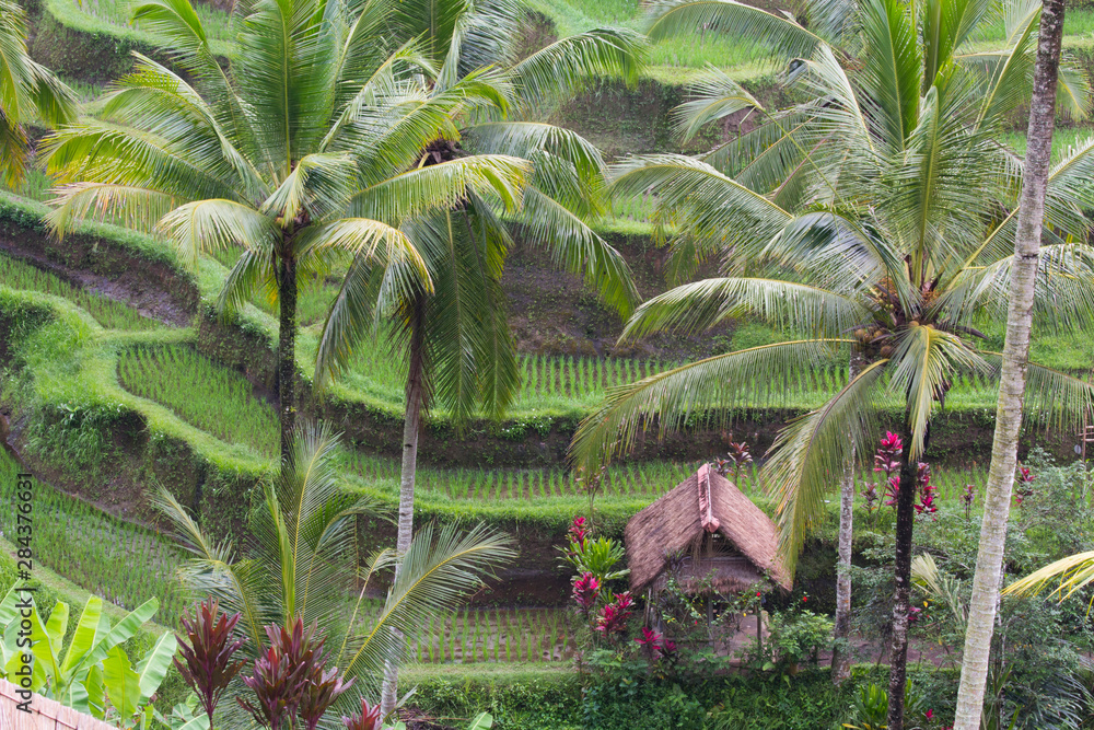 Indonesia, Bali. Village house near terraced Subak (irrigation) Rice ...