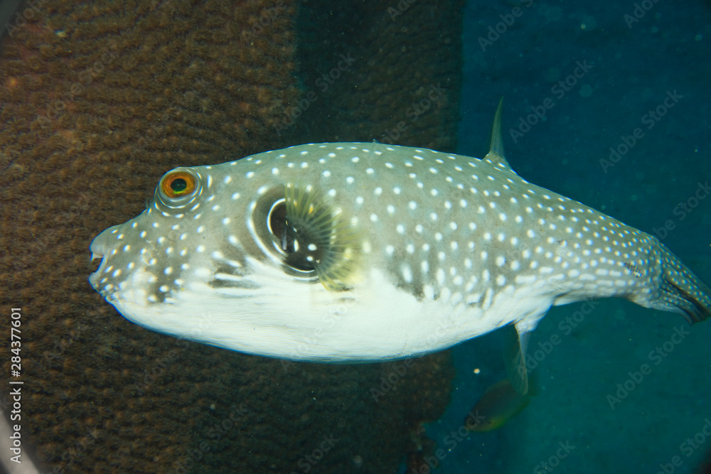 pufferfish, Pristine Scuba Diving at Tukang Besi/Wakatobi Archilpelago ...