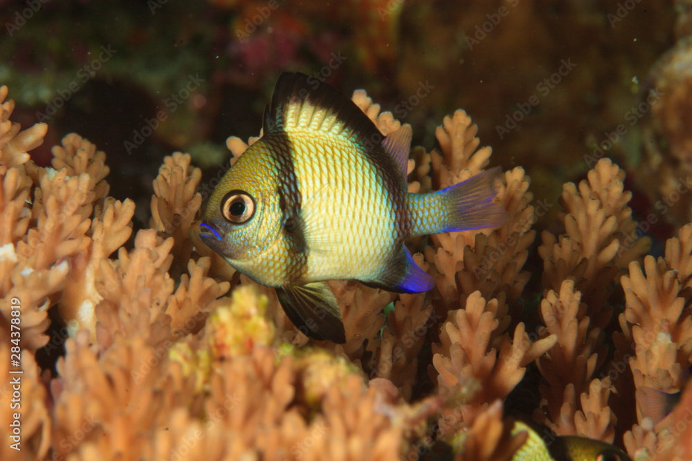 Reticulated Damselfish (Dascyllus reticulatus) Banda Sea, Indonesia ...