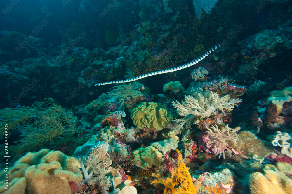sea snake, Pristine Scuba Diving at Tukang Besi/Wakatobi Archilpelago ...