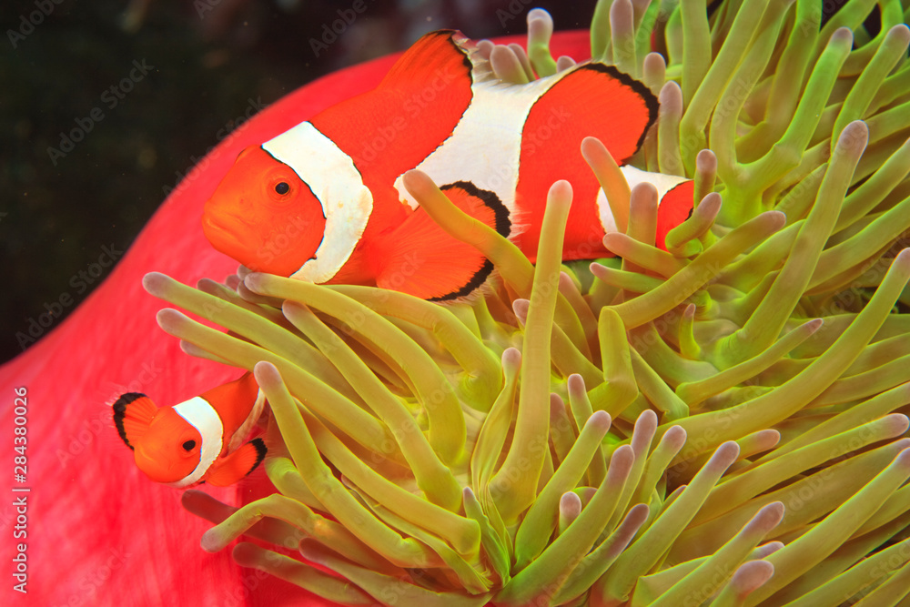 anemonefish on giant indo pacific sea anemone, Scuba Diving at Tukang ...