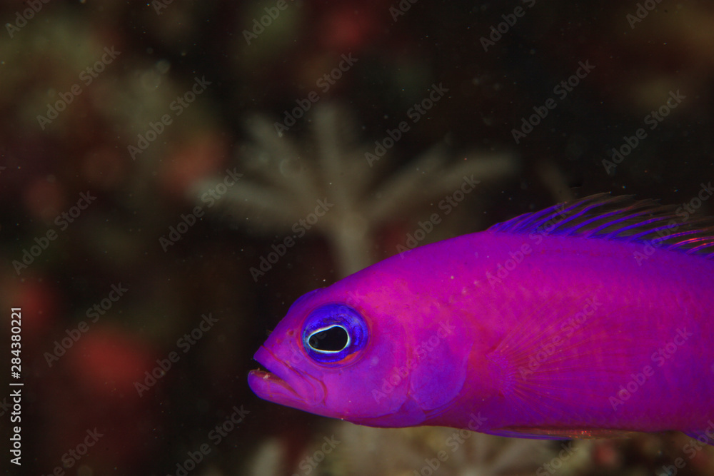 Purple Dottyback (Pseudochromis porphyreus) Banda Sea, Indonesia Stock ...