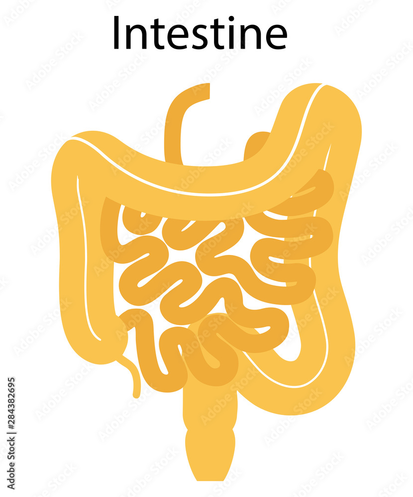 Human internal organs: large intestine and appendix, small intestine ...