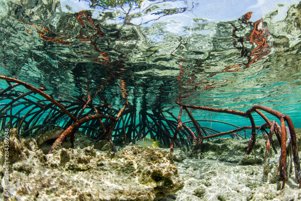 Underwater photograph of a mangrove tree in clear tropical waters with ...