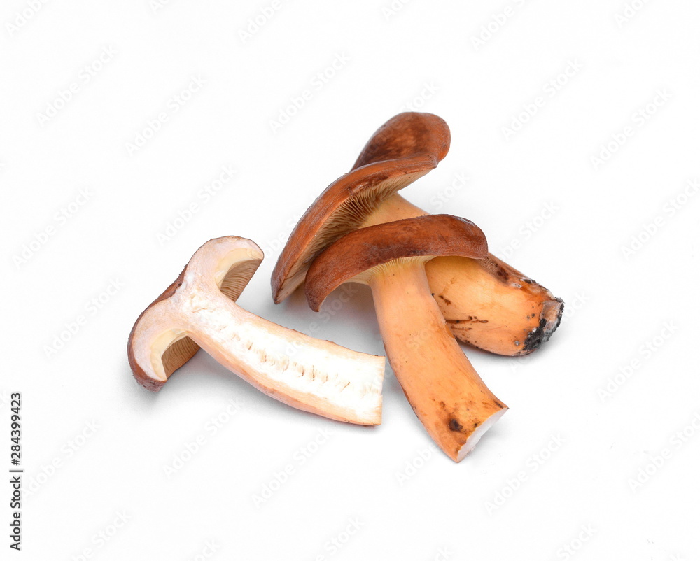 Lactarius volemus isolated on white. Delicious edible wild mushroom ...