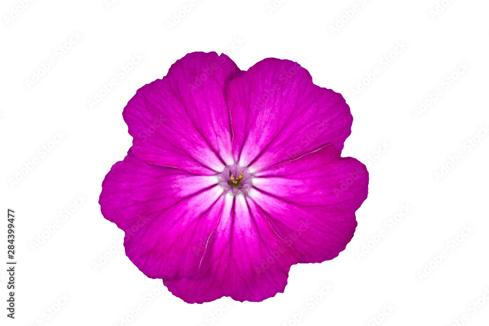 Beautiful Silene coronaria (Lychnis coronaria ) flower isolated on ...