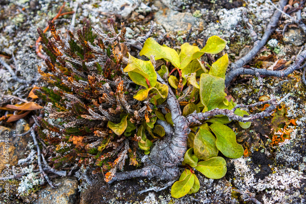 Arctic Willow Tree