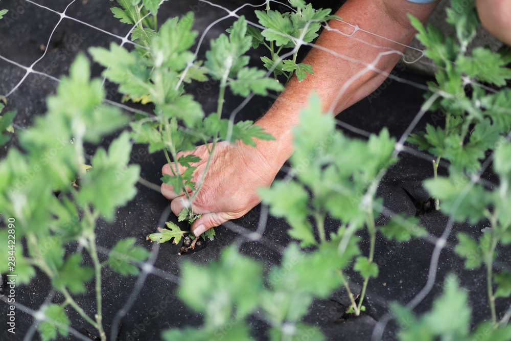 Man's hands tear off the lower leaves of chrysanthemum plants ...