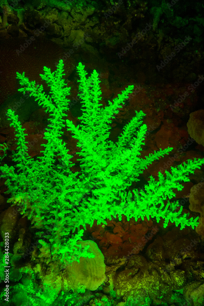 Natural occurring Green Fluorescence in Stony Corals (Acropora sp ...