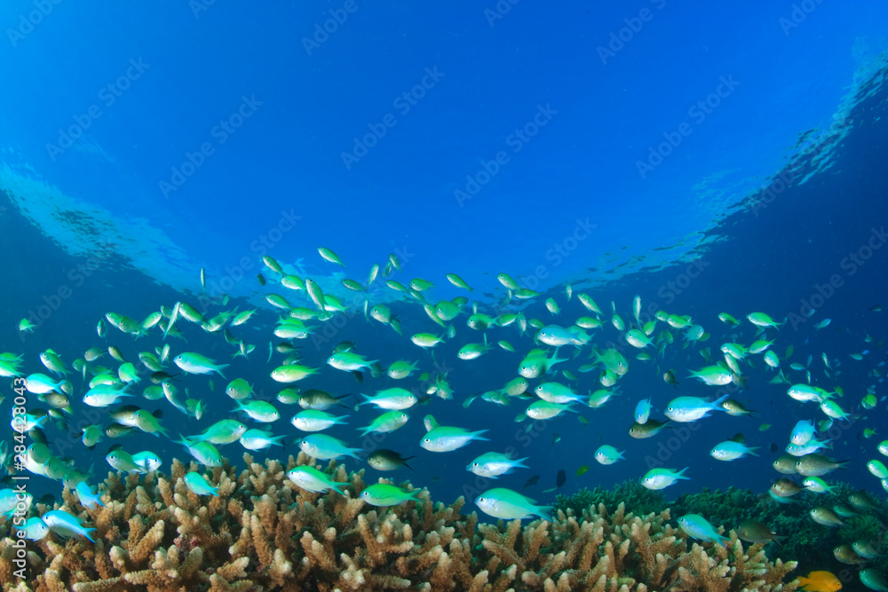 Blue-green Damselfish (Chromis viridis) near hard corals, Palau ...