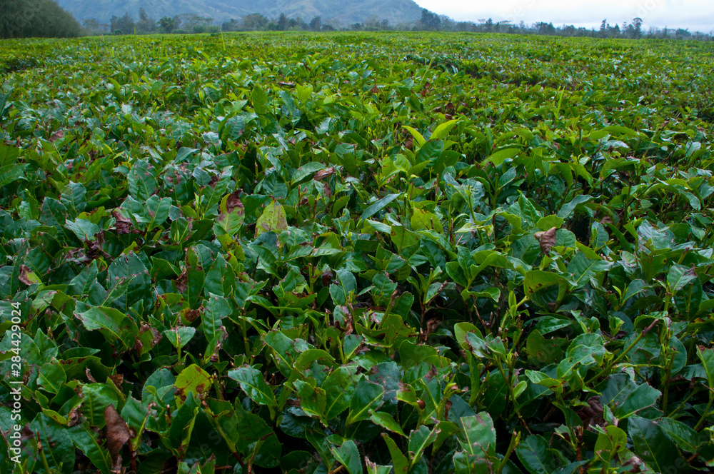 Tea plantation in the highlands of Papua New Guinea, Papua New Guinea ...