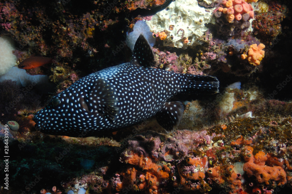 Guineafowl Puffer (Arothron meleagris) off of Wolf Island in the ...