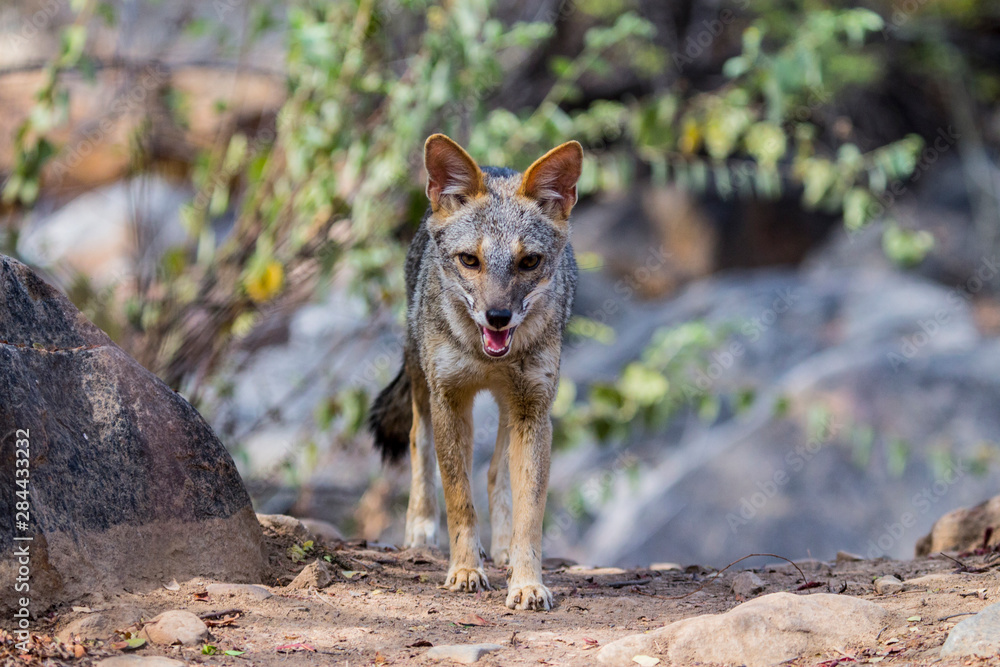 The sechuran fox (Lycalopex sechurae) is found in equatorial dry forest ...
