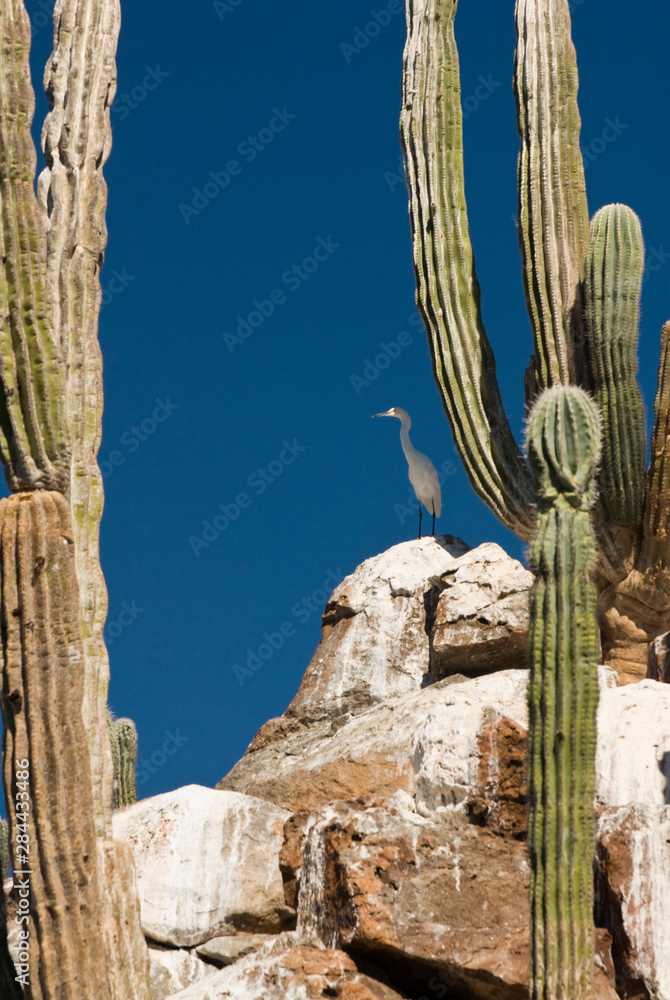 Mexico, Baja California, Bahia de las Animas. Snowy Egret (Egretta ...
