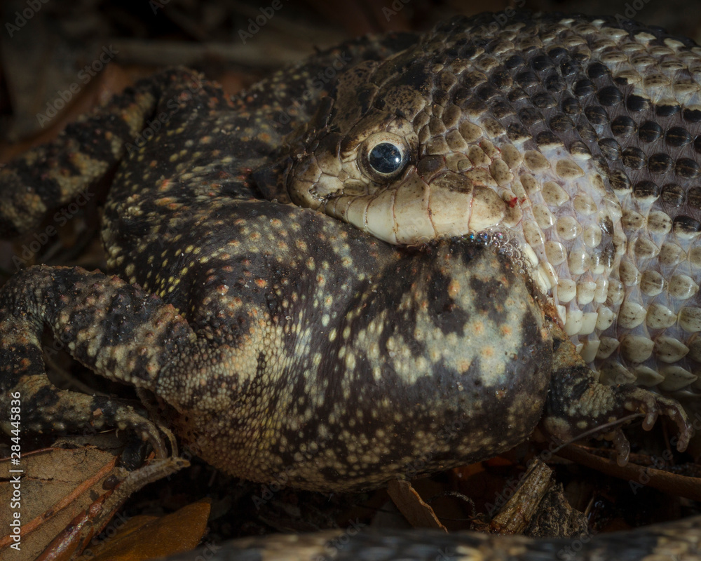 Hog-nosed snake popping the air out of a southern toad with a built in ...