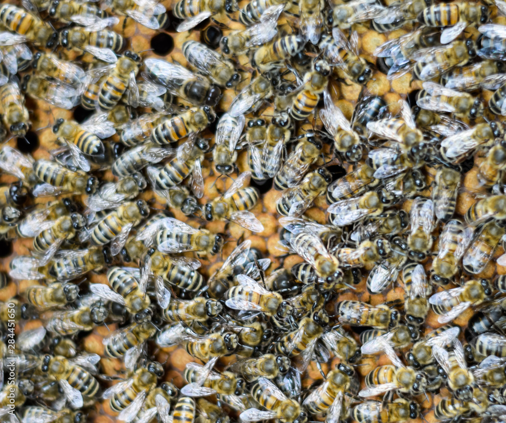 A dense cluster of swarms of bees in the nest. Working bees, drones and ...
