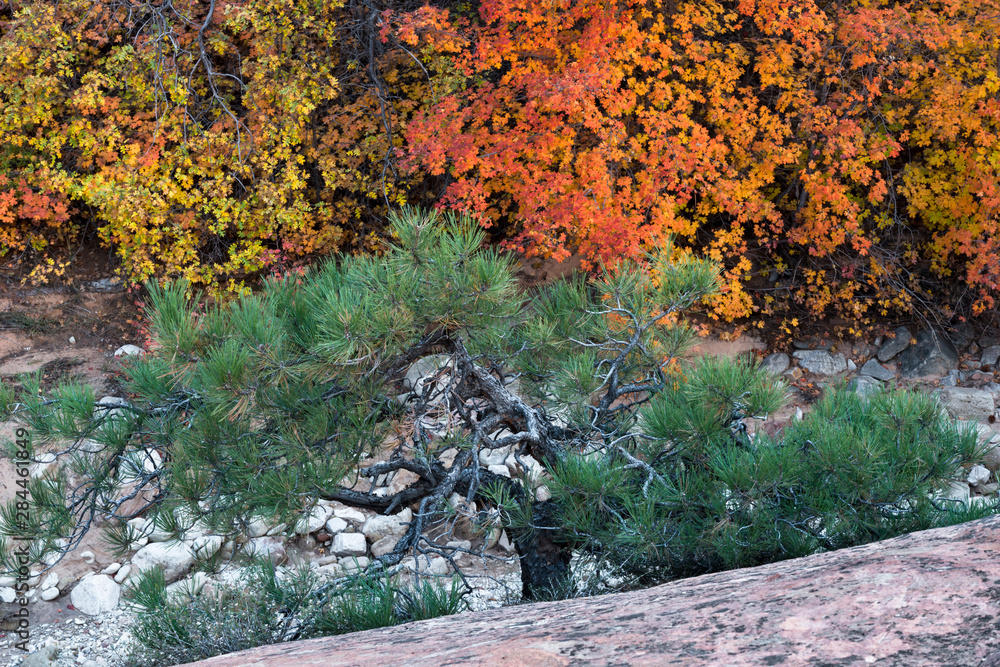 Usa, Utah, Looking down into a wash where small gnarled pinyon pine is ...